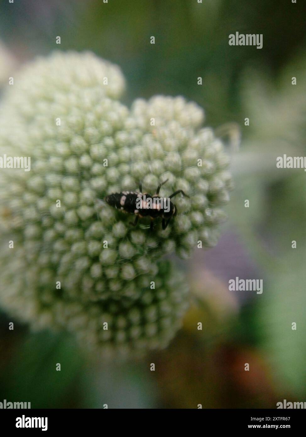 Fourteen-spotted Lady Beetle (Propylea quatuordecimpunctata) Insecta ...