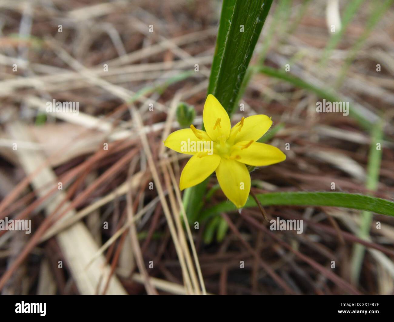 Stargrasses (Hypoxis) Plantae Stock Photo - Alamy