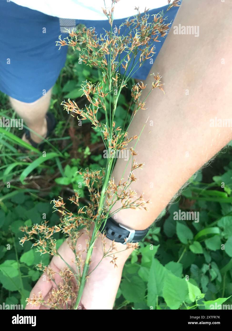 Swamp Sawgrass (Cladium mariscus) Plantae Stock Photo - Alamy