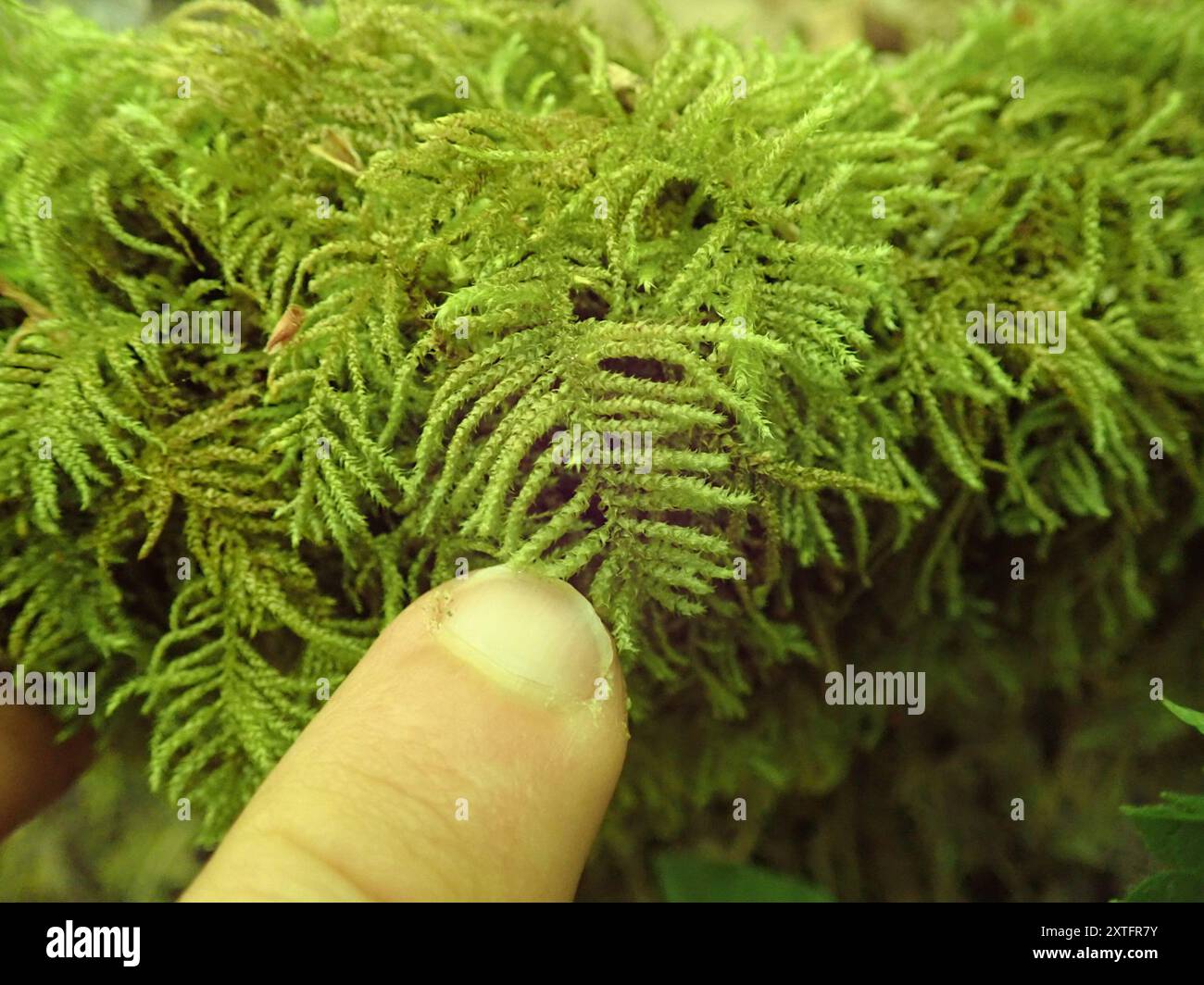 Oregon Beaked Moss (Kindbergia oregana) Plantae Stock Photo - Alamy