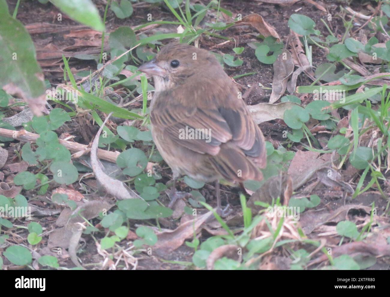 Tanagers and Allies (Thraupidae) Aves Stock Photo - Alamy