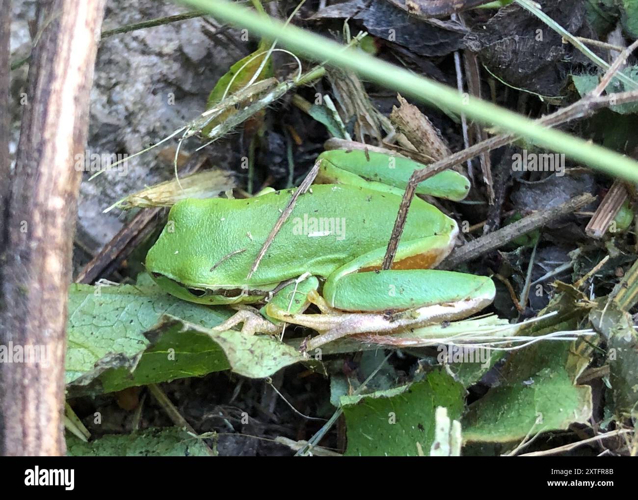 Mediterranean Tree Frog (Hyla meridionalis) Amphibia Stock Photo - Alamy