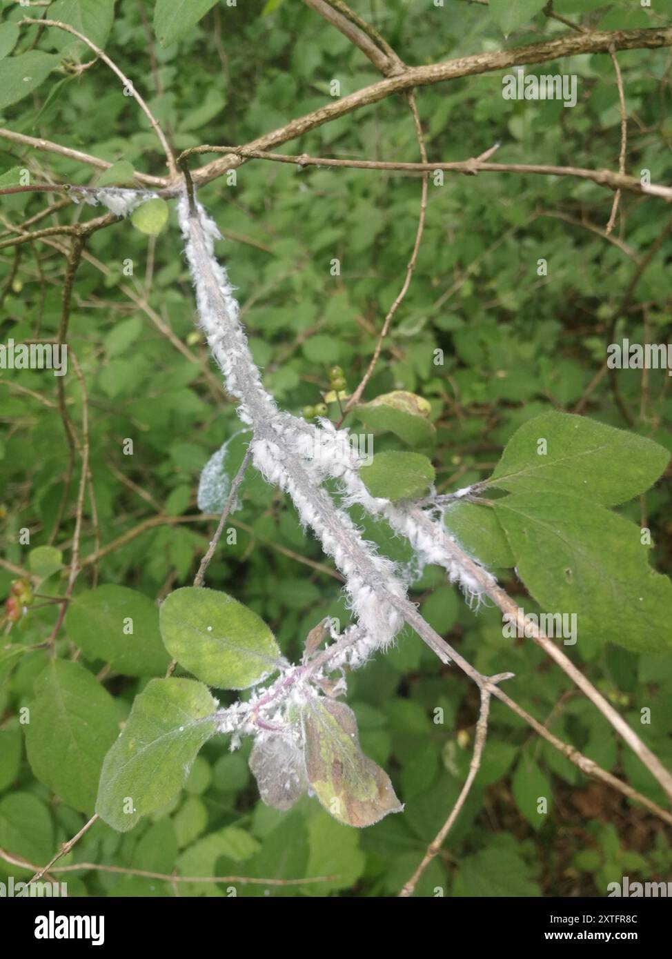 Eurasian Woolly Honeysuckle Aphid (Prociphilus xylostei) Insecta Stock ...