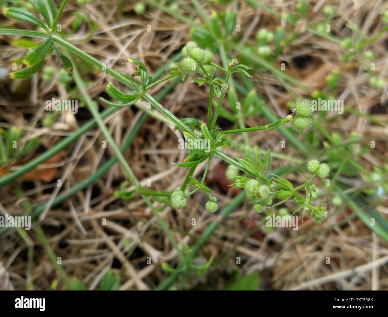 catchweed bedstraw (Galium aparine) Plantae Stock Photo - Alamy