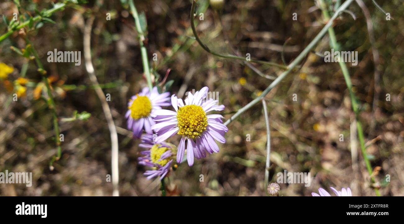Leafy Fleabane (Erigeron foliosus) Plantae Stock Photo - Alamy