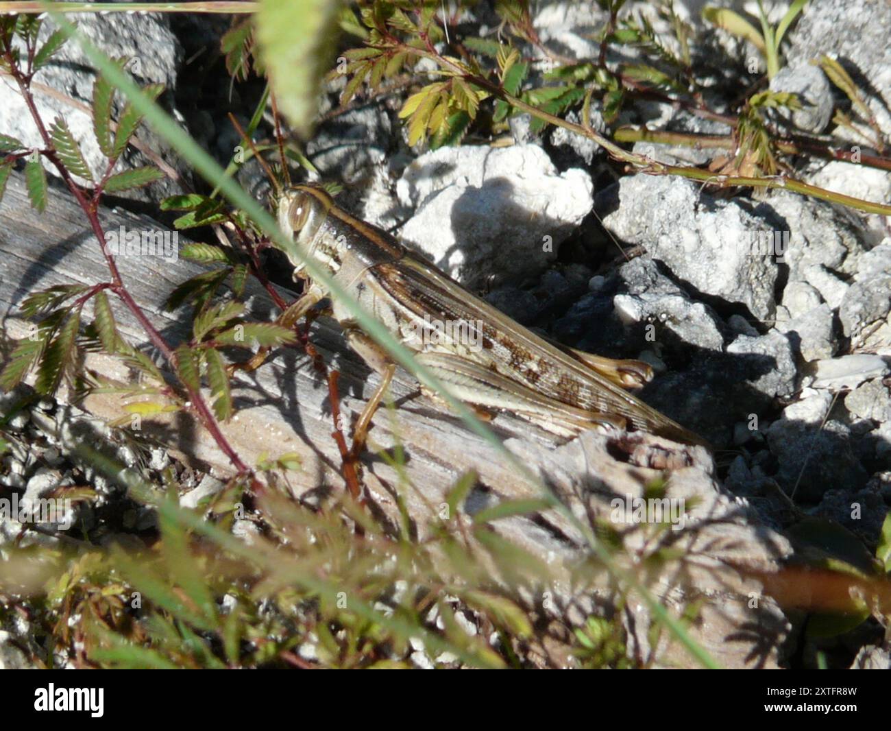 Cuban Bird Grasshopper (Schistocerca serialis cubense) Insecta Stock ...