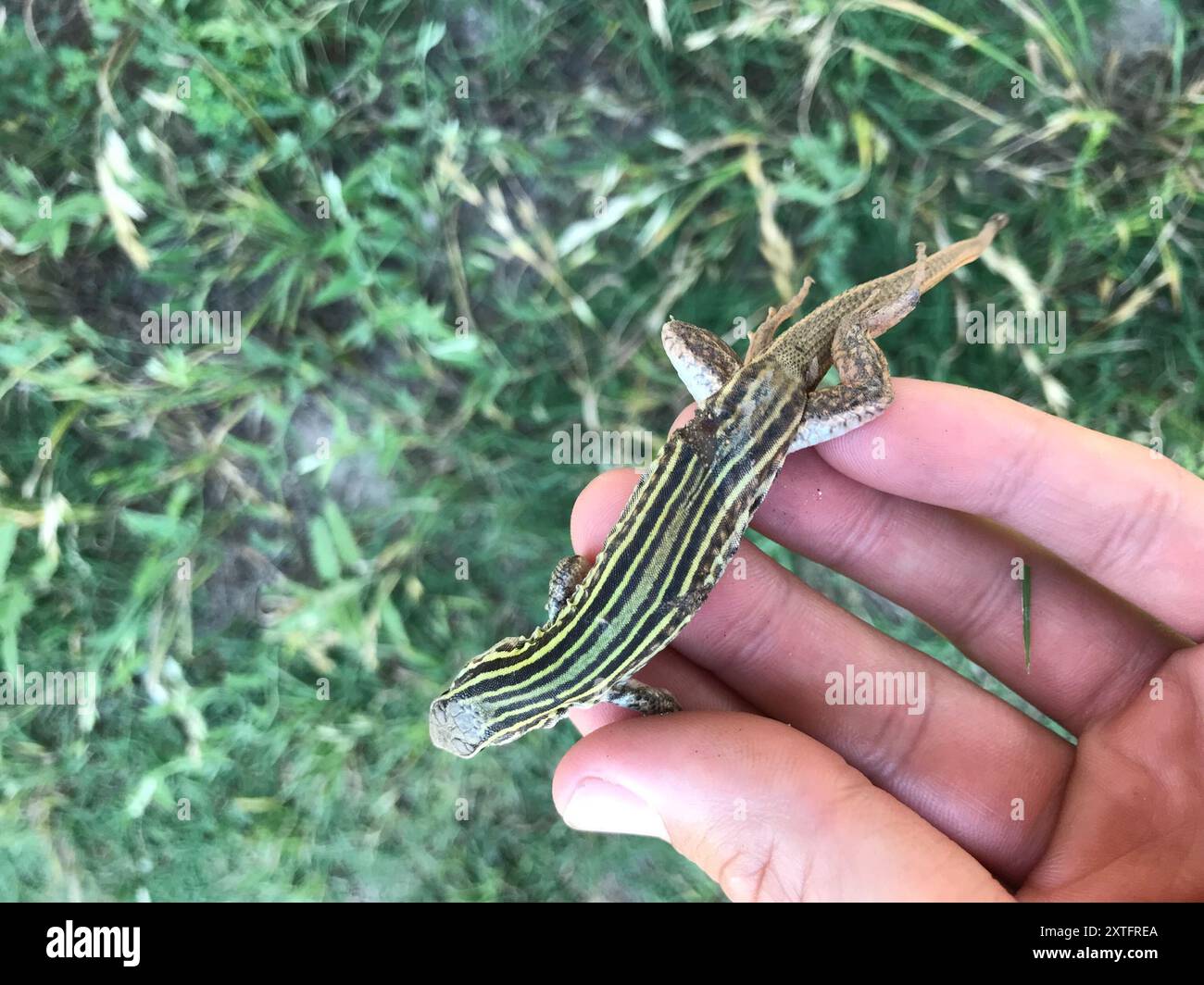 Common Spotted Whiptail (Aspidoscelis gularis) Reptilia Stock Photo - Alamy