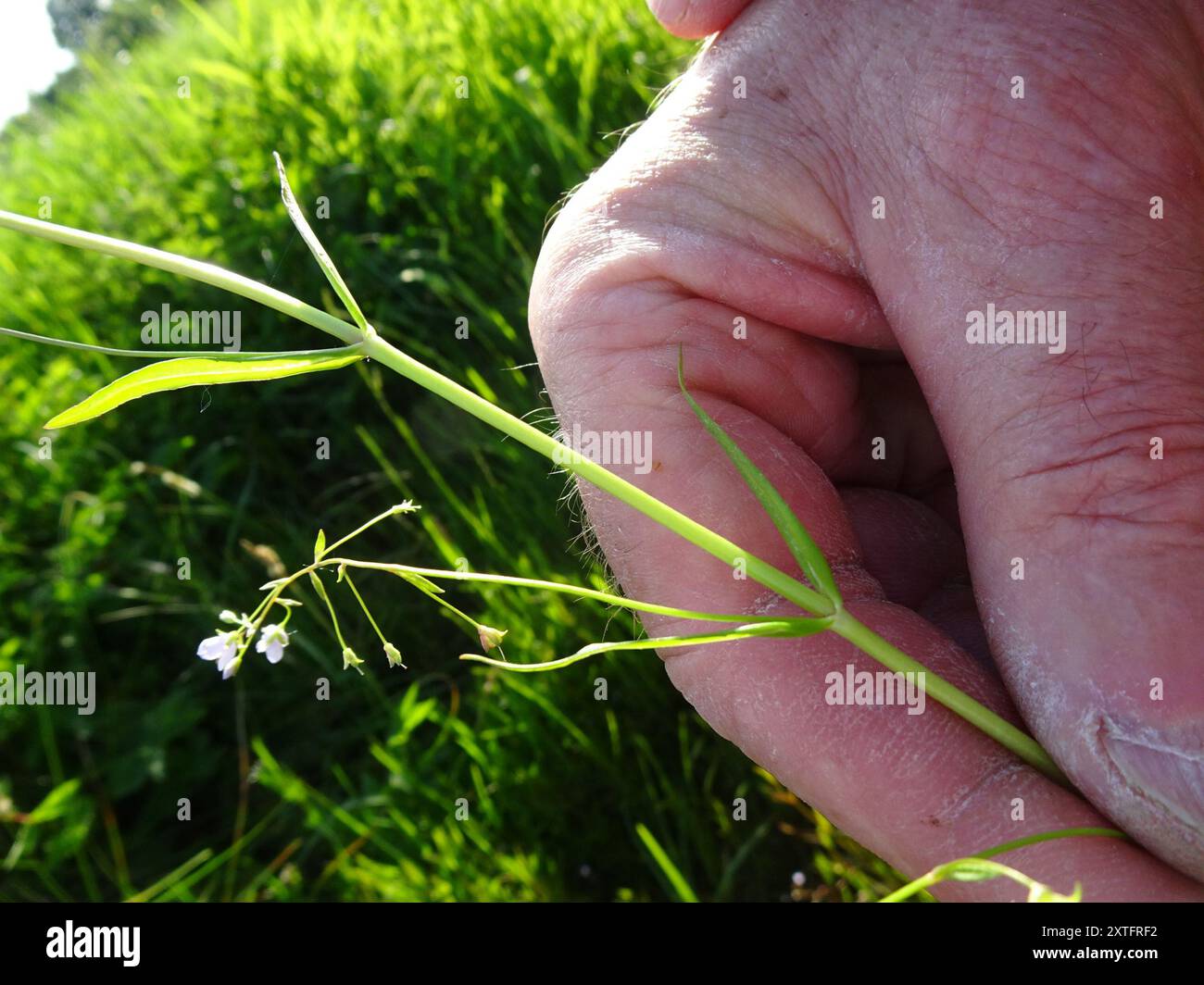 Marsh Speedwell (Veronica scutellata) Plantae Stock Photo - Alamy