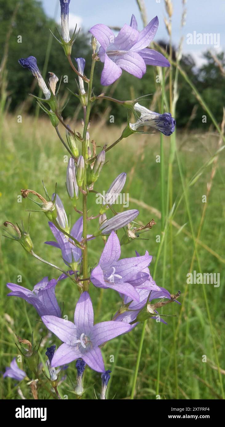 Rampion (Campanula rapunculus) Plantae Stock Photo - Alamy
