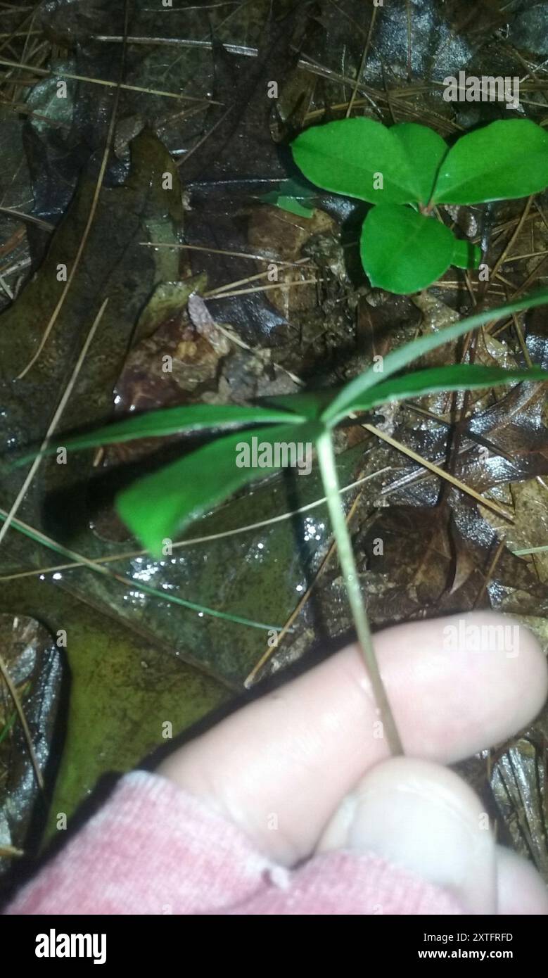 monocots (Liliopsida) Plantae Stock Photo - Alamy