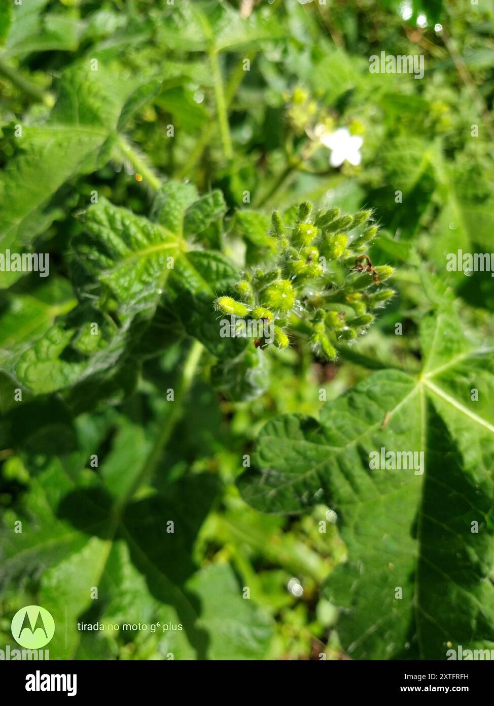 tropical bull nettle (Cnidoscolus urens) Plantae Stock Photo - Alamy