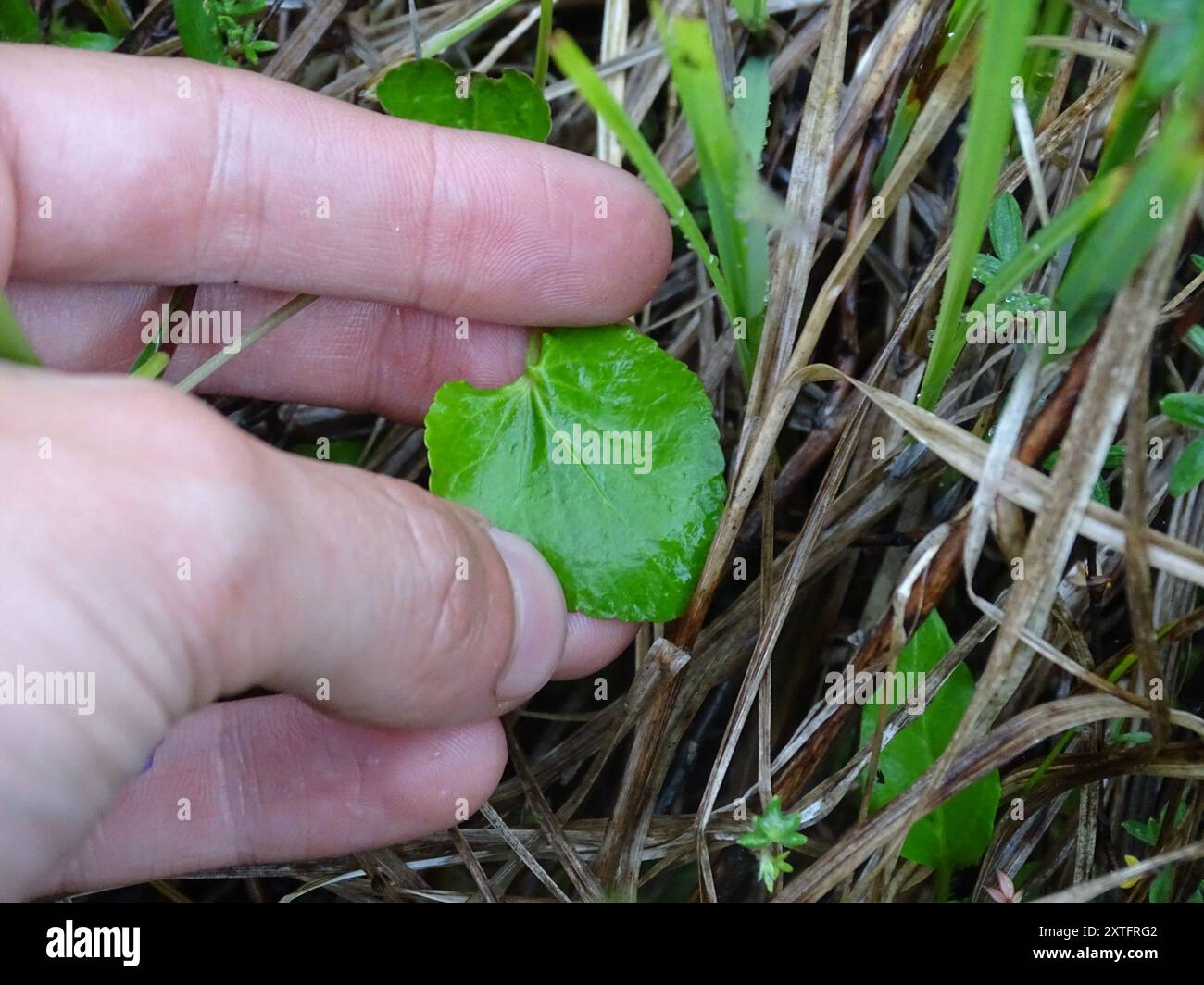 Nephrophylla hi-res stock photography and images - Alamy