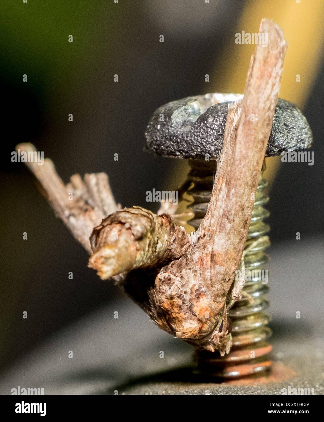 Dark Marathyssa Moth (Marathyssa inficita) Insecta Stock Photo - Alamy