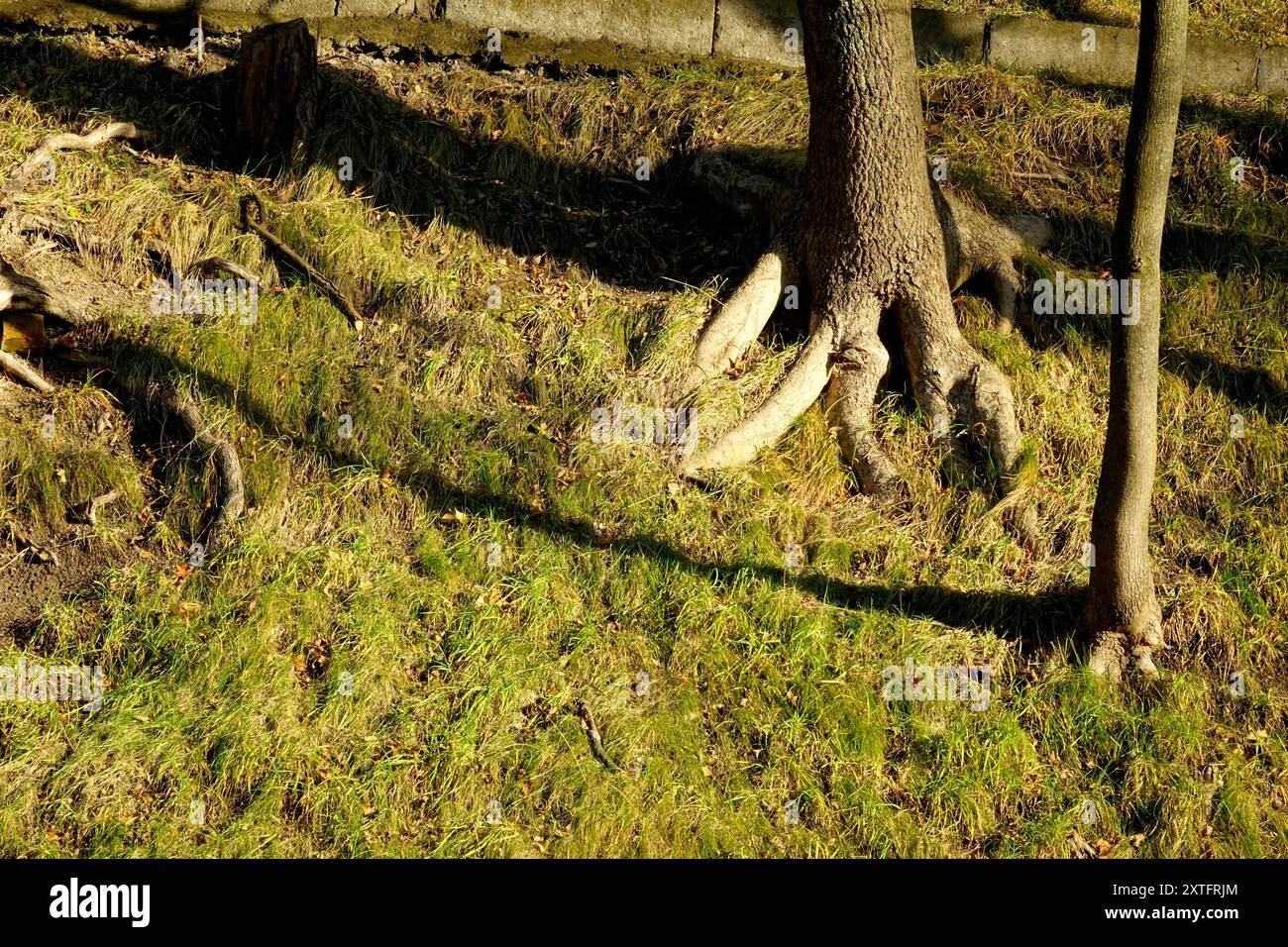 The park features a vibrant patch of grass with the roots of a tree ...