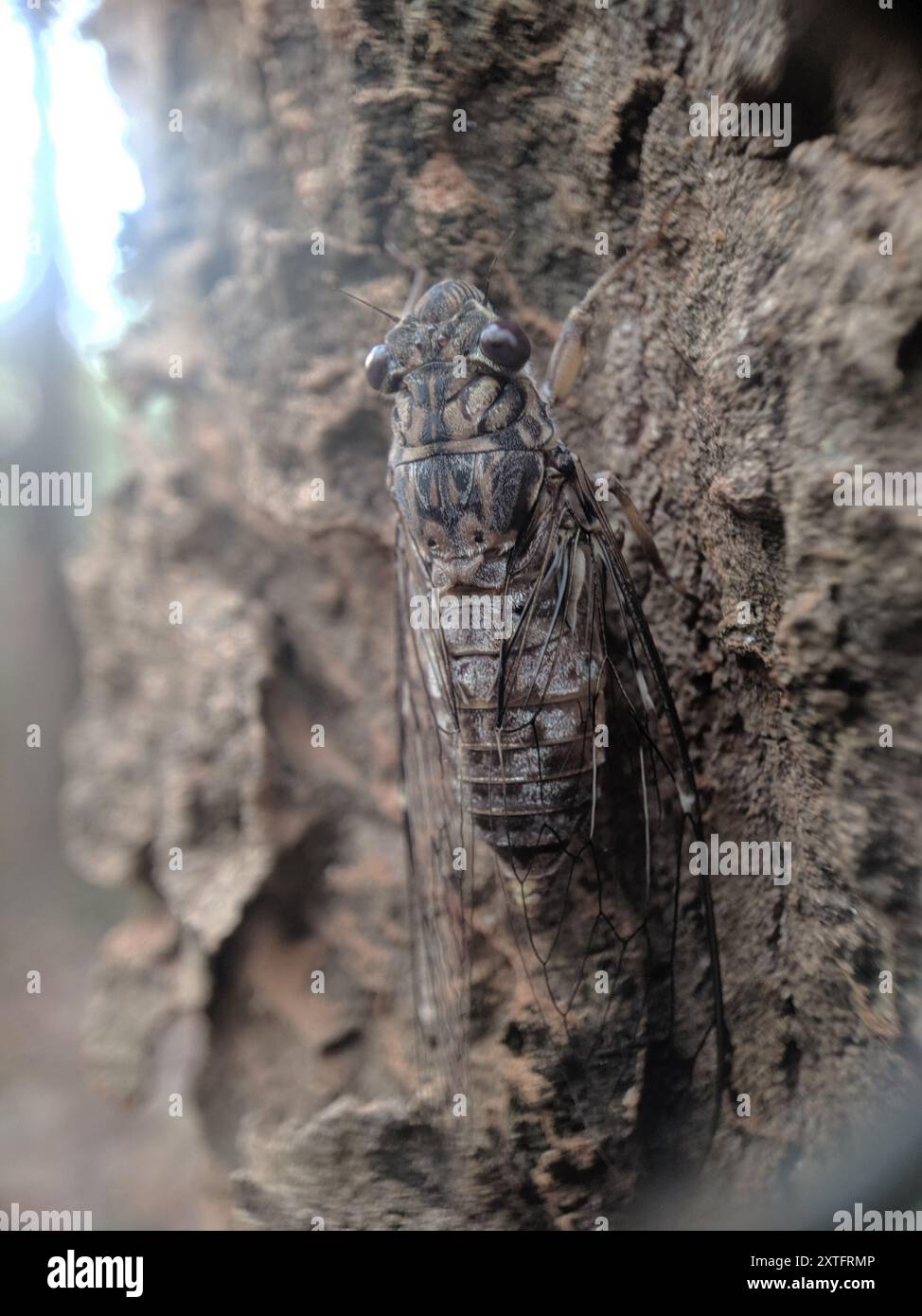 Typical Cicadas (Cicadidae) Insecta Stock Photo - Alamy