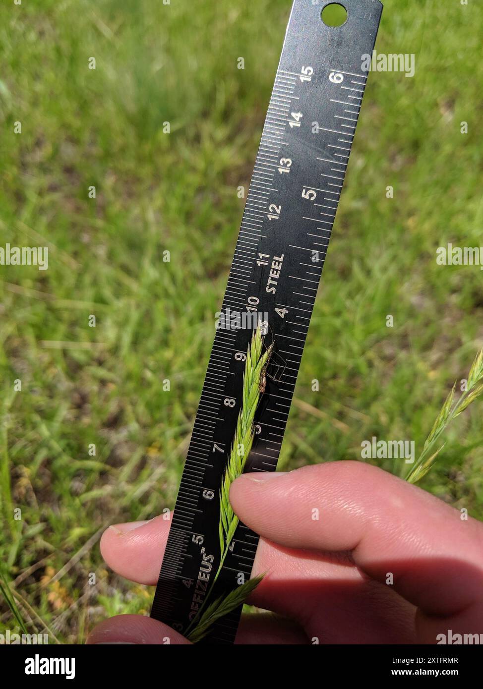 mountain bunch grass (Festuca viridula) Plantae Stock Photo - Alamy