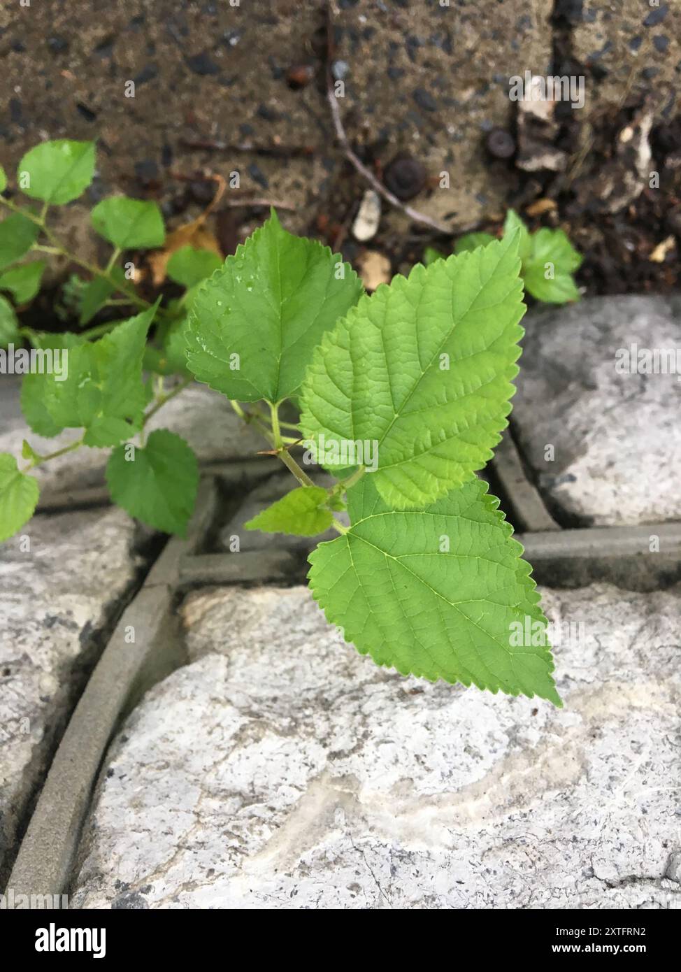 mulberry and fig family (Moraceae) Plantae Stock Photo - Alamy