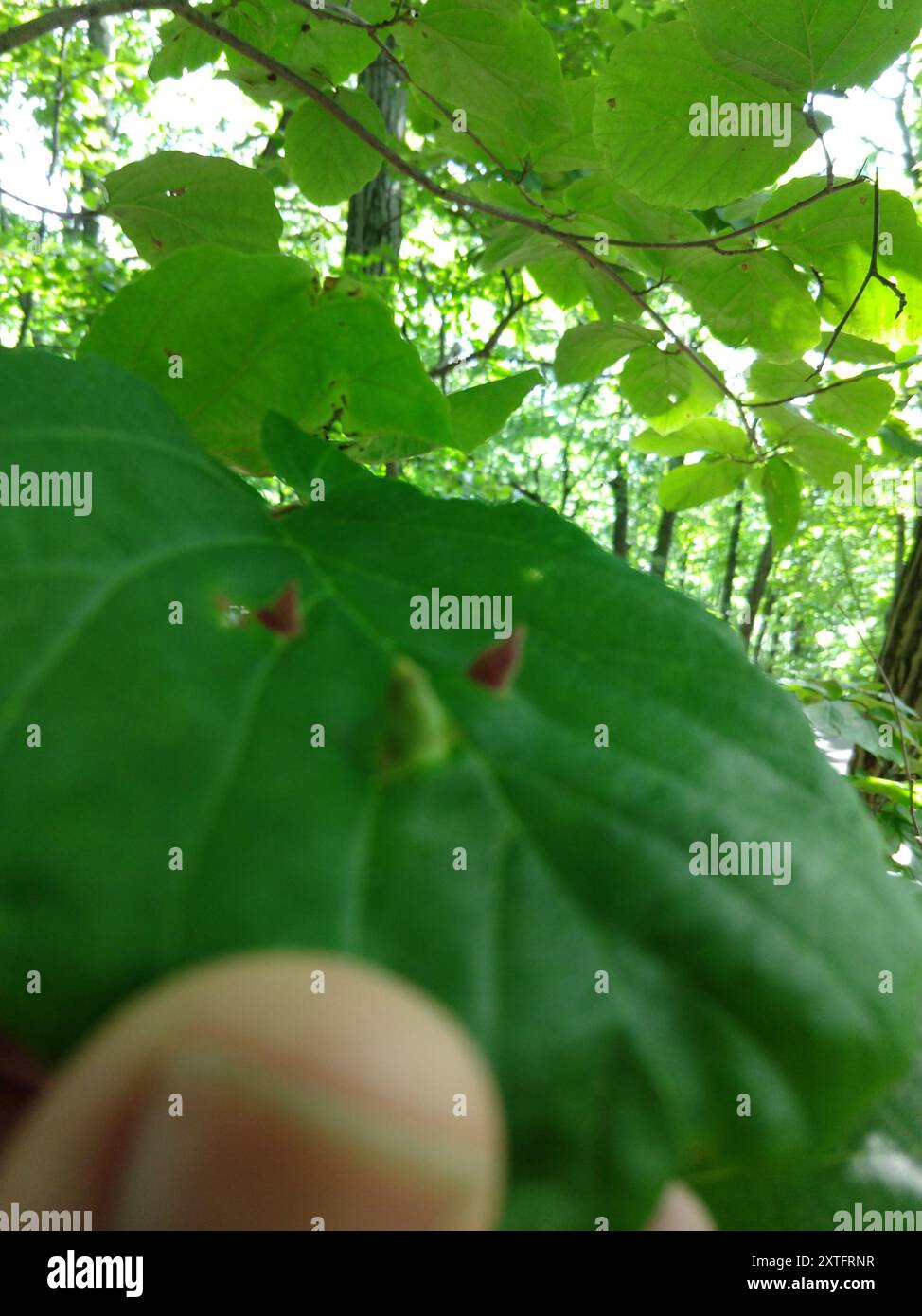 Witch-hazel Cone Gall Aphid (Hormaphis hamamelidis) Insecta Stock Photo ...