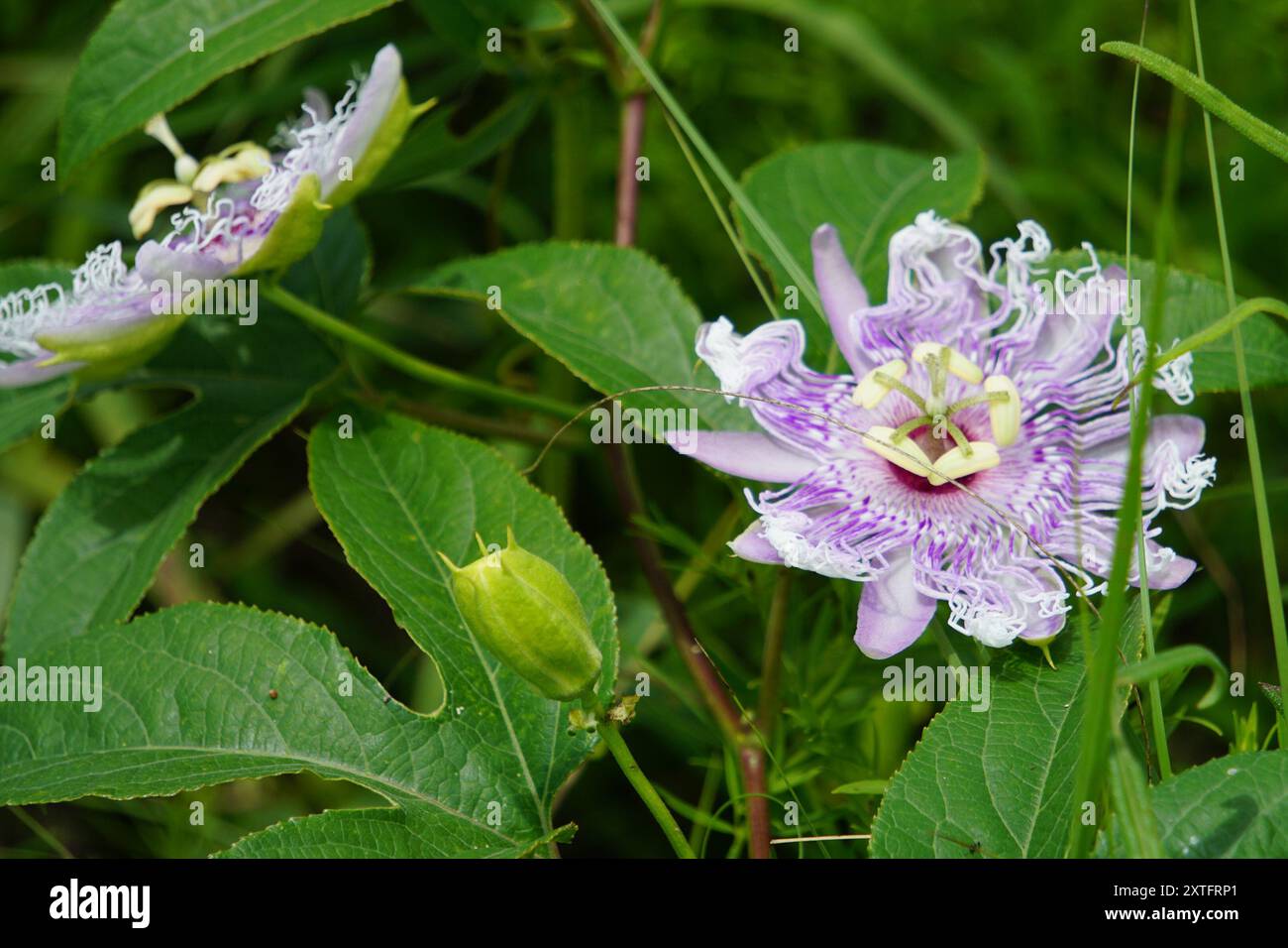 purple passionflower (Passiflora incarnata) Plantae Stock Photo - Alamy