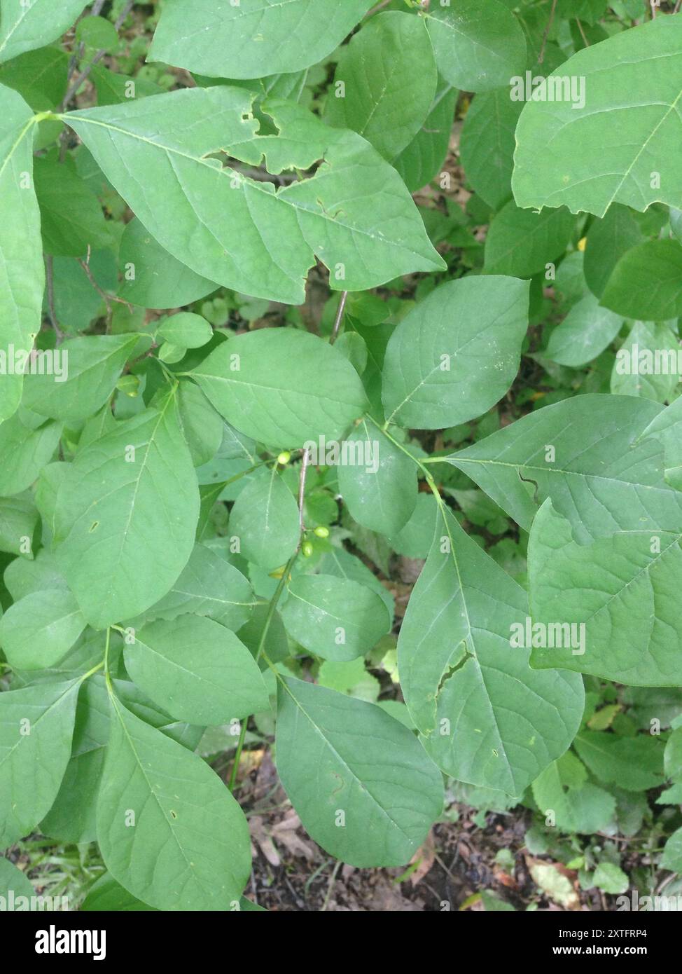 northern spicebush (Lindera benzoin) Plantae Stock Photo - Alamy