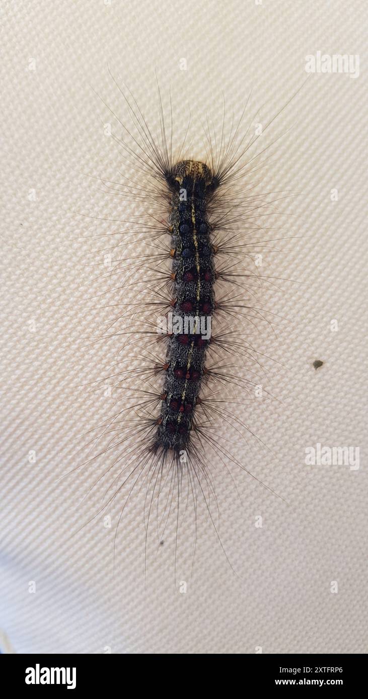 Spongy Moth (Lymantria dispar) Insecta Stock Photo - Alamy