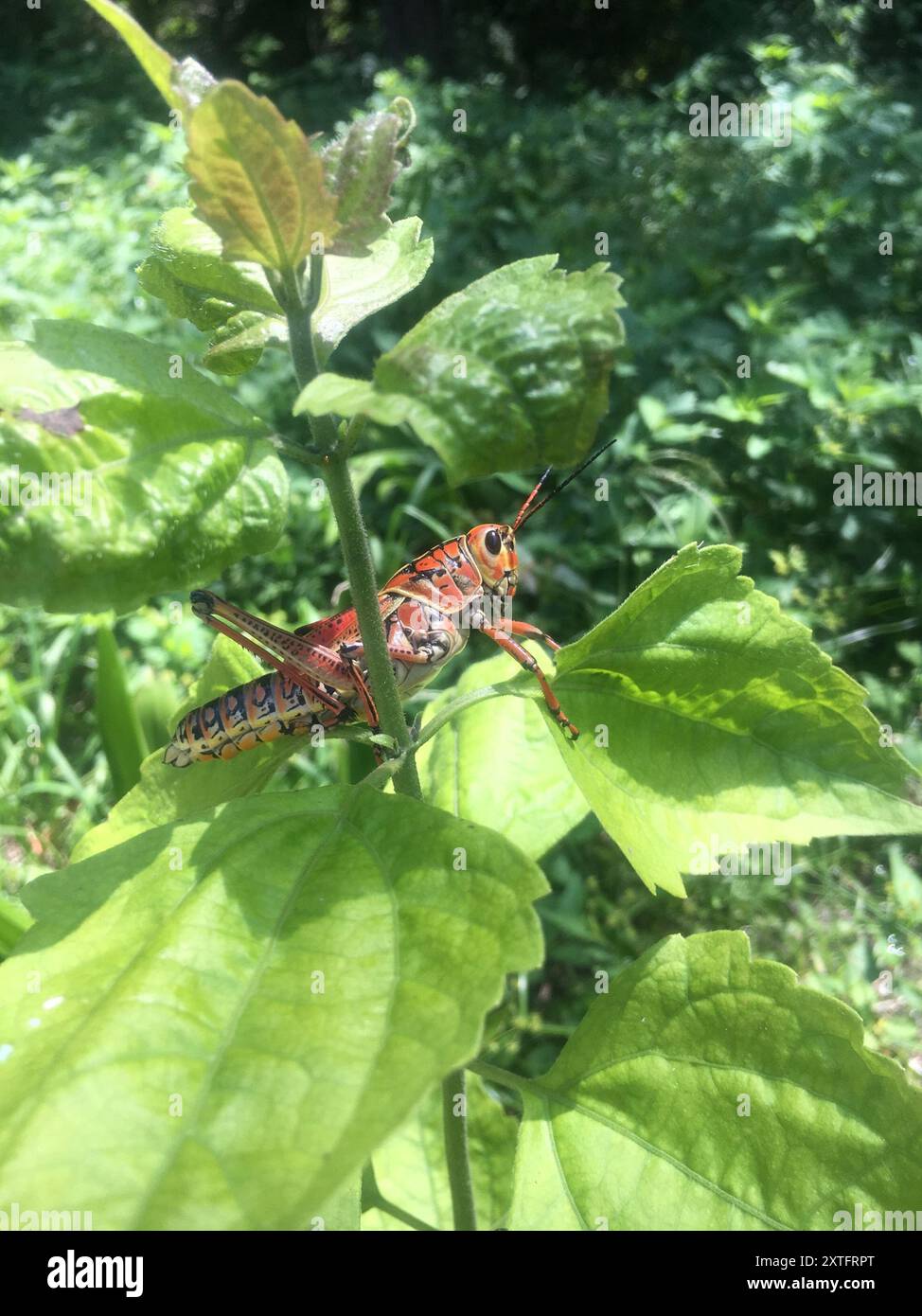 Eastern Lubber Grasshopper (Romalea microptera) Insecta Stock Photo - Alamy