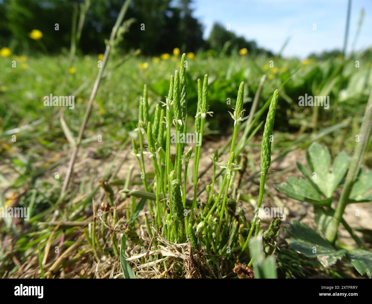Tiny Mousetail (Myosurus minimus) Plantae Stock Photo - Alamy