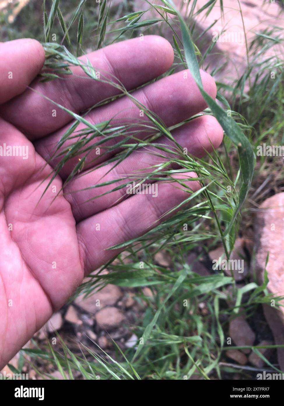 Cheatgrass (Bromus tectorum) Plantae Stock Photo - Alamy