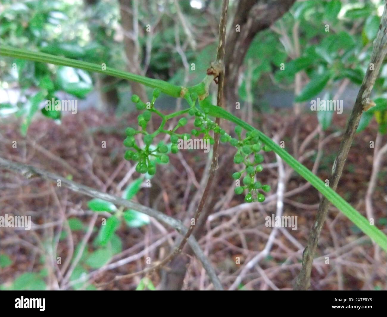 Virginia creeper (Parthenocissus quinquefolia) Plantae Stock Photo - Alamy