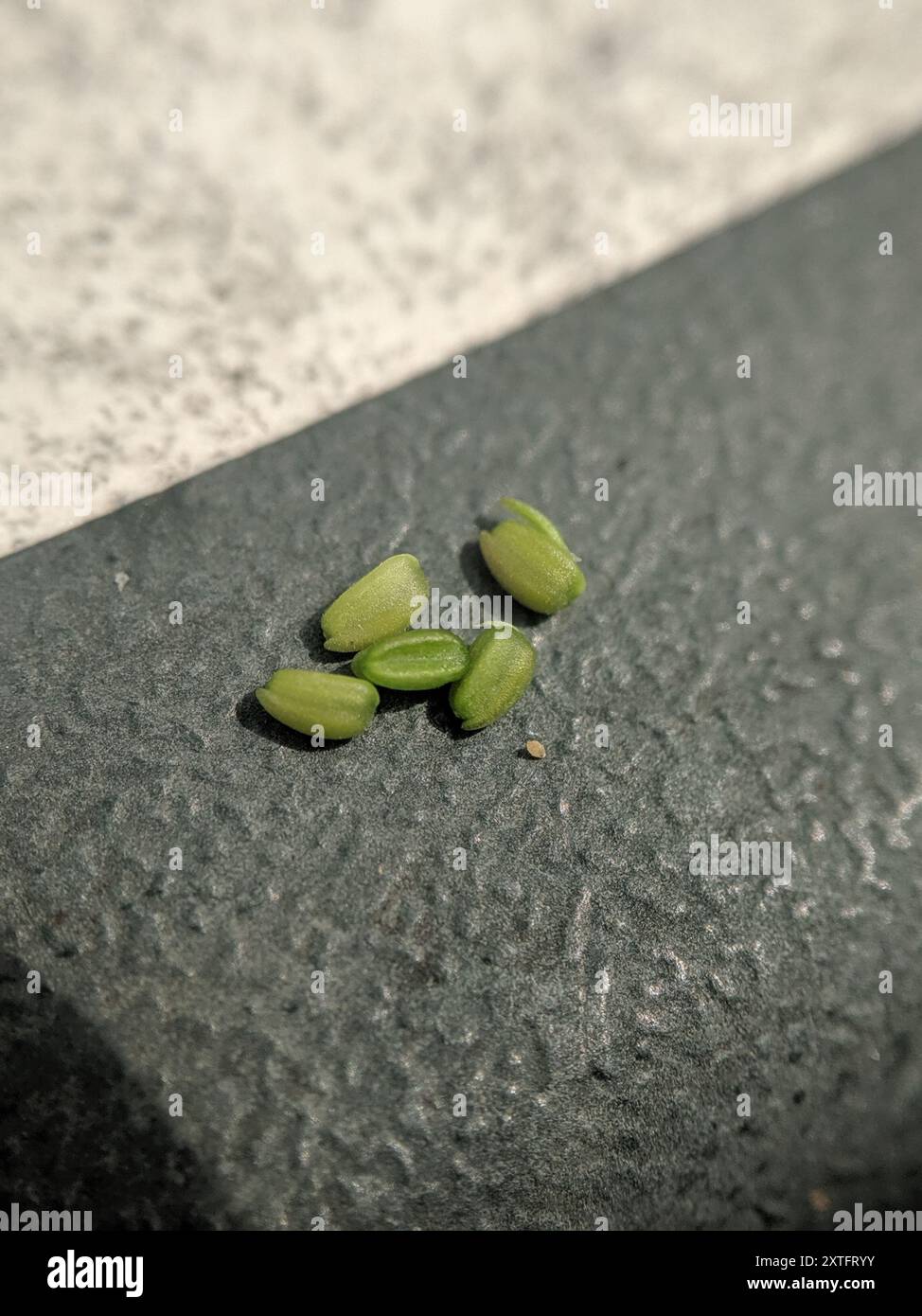 Keeled-fruited Cornsalad (Valerianella carinata) Plantae Stock Photo ...