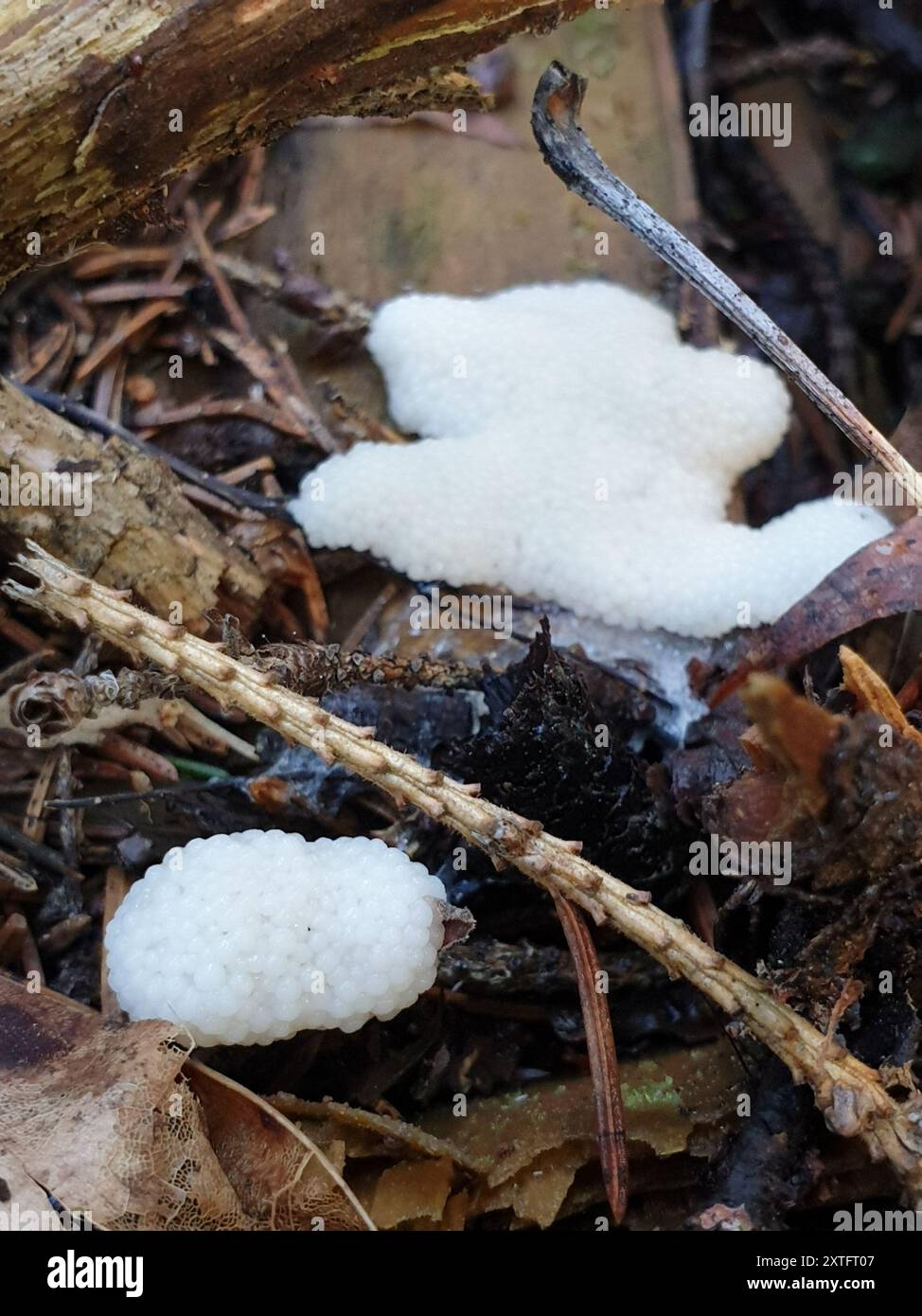 true slime molds (Myxomycetes) Protozoa Stock Photo - Alamy