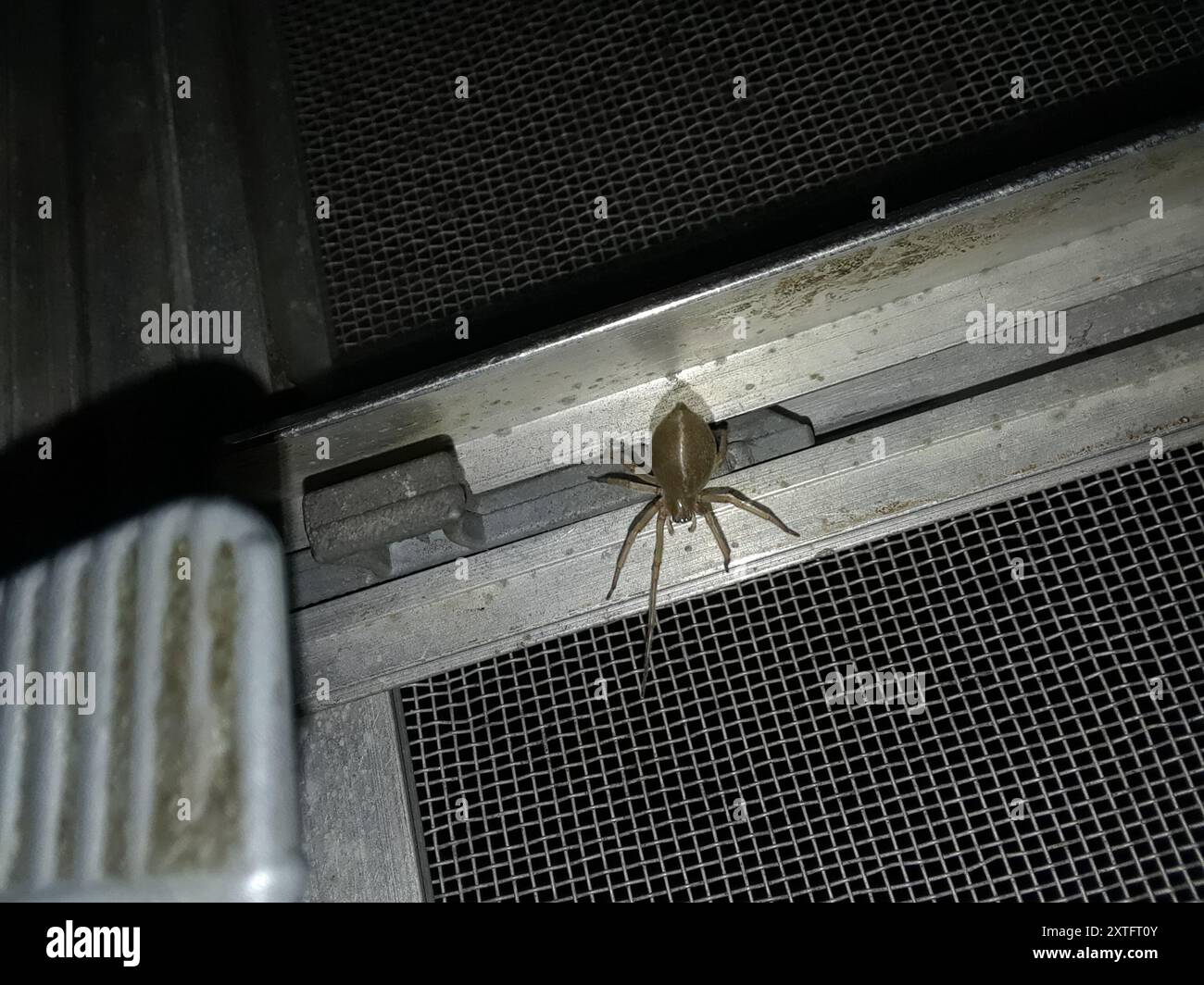 Sac Spiders (Clubionidae) Arachnida Stock Photo - Alamy