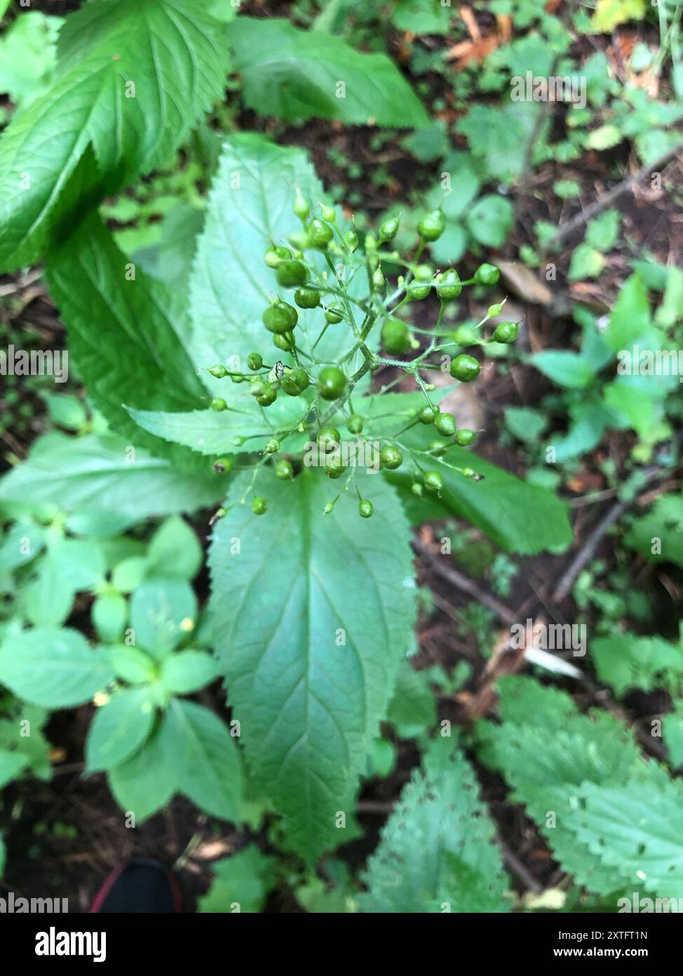 Common Figwort (Scrophularia nodosa) Plantae Stock Photo - Alamy