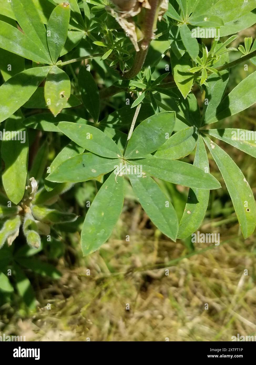 Broadleaf Lupine (Lupinus latifolius) Plantae Stock Photo - Alamy