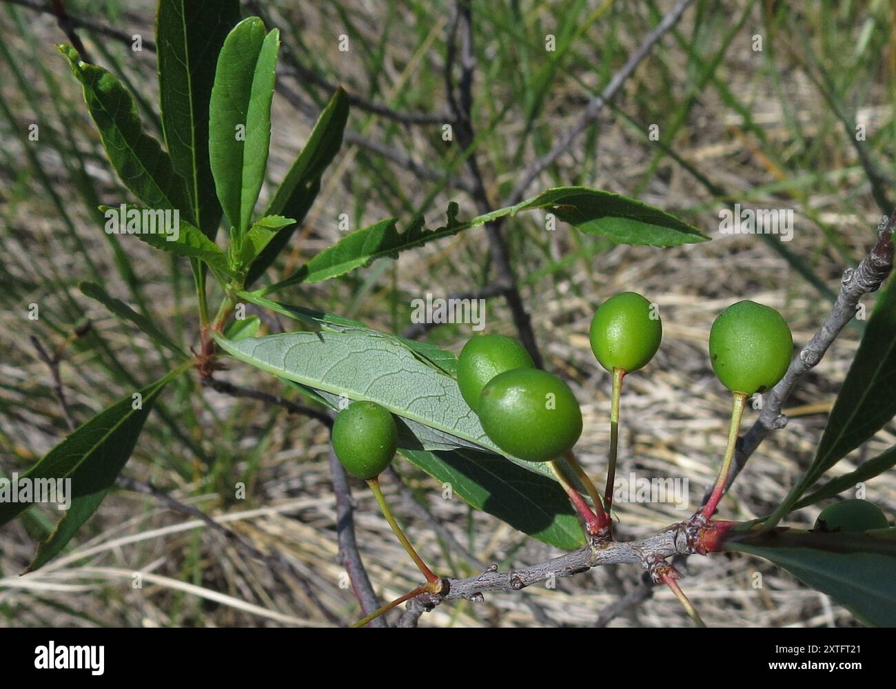 sand cherry (Prunus pumila) Plantae Stock Photo - Alamy