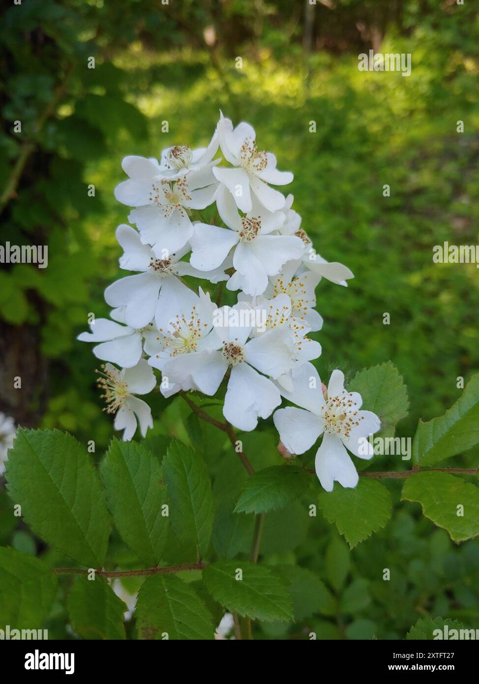 multiflora rose (Rosa multiflora) Plantae Stock Photo - Alamy