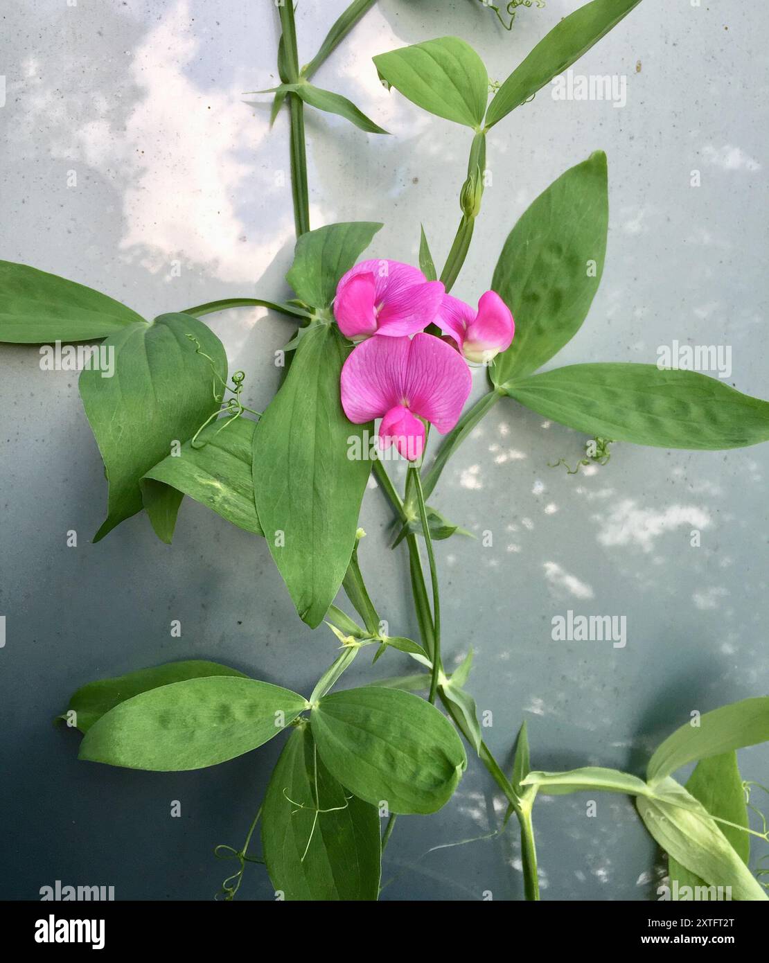 broad-leaved sweet pea (Lathyrus latifolius) Plantae Stock Photo - Alamy