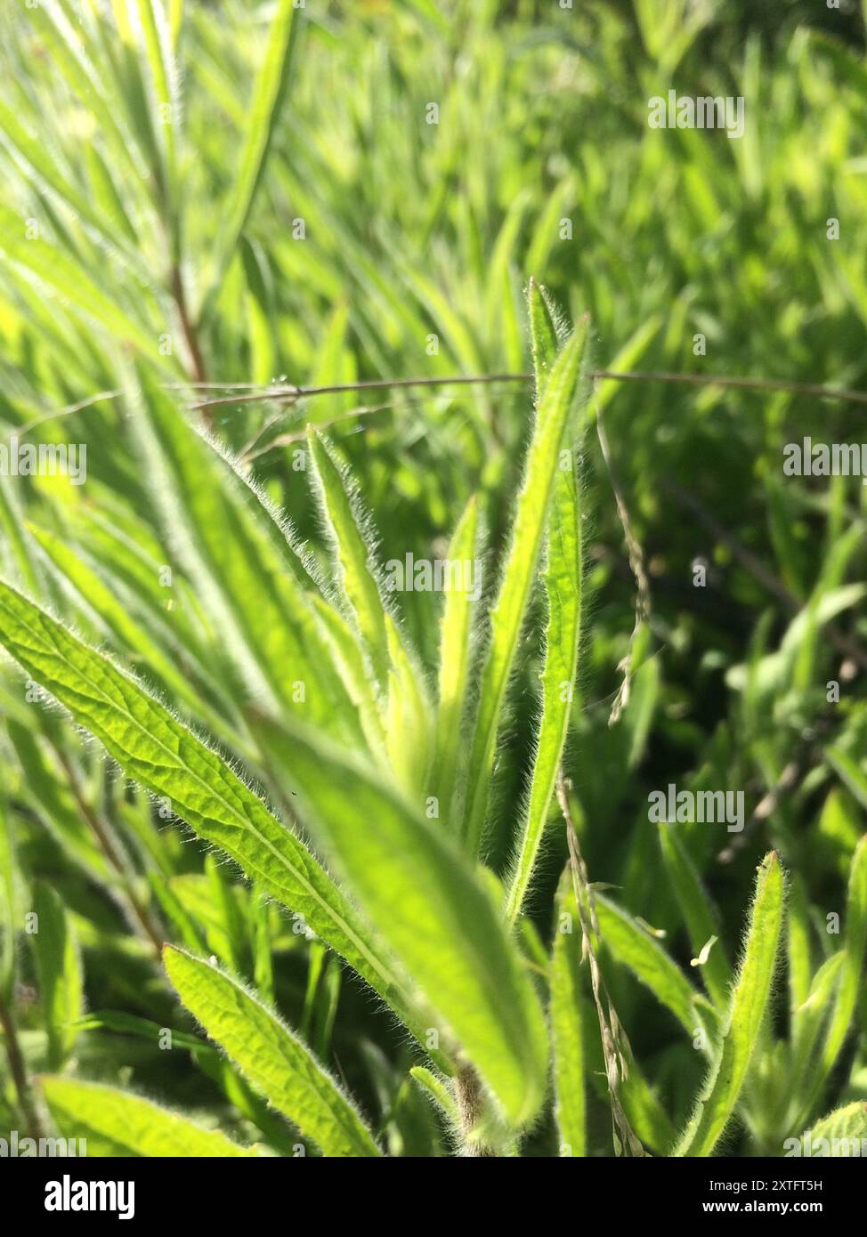 Stinkwort (Dittrichia graveolens) Plantae Stock Photo - Alamy