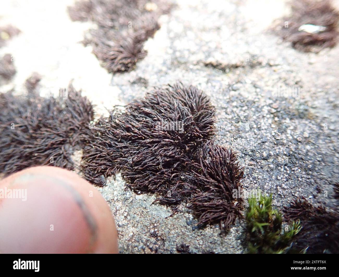 Black Rock Moss (Andreaea rupestris) Plantae Stock Photo - Alamy