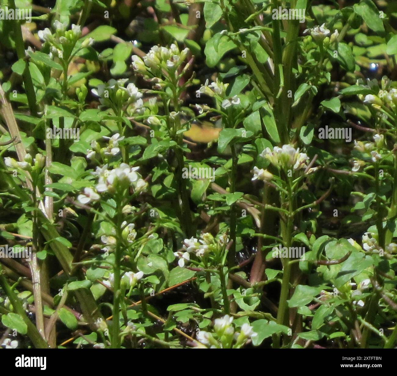 watercress (Nasturtium officinale) Plantae Stock Photo - Alamy