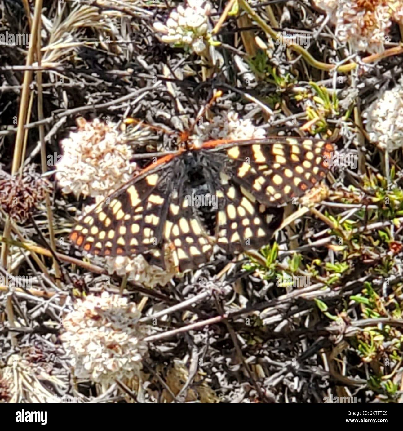 Variable Checkerspot (Euphydryas chalcedona) Insecta Stock Photo - Alamy
