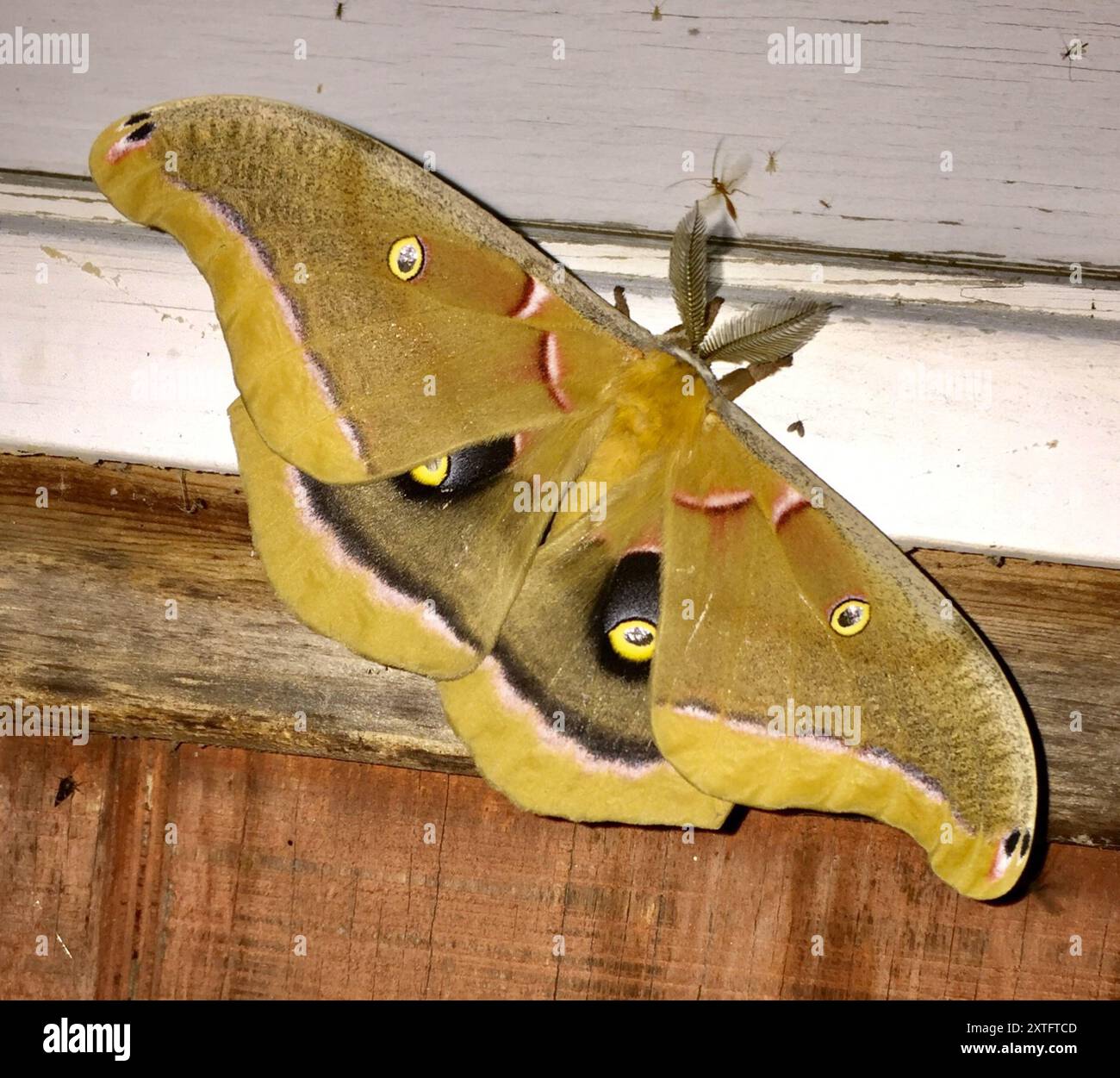 Polyphemus Moth (Antheraea polyphemus) Insecta Stock Photo - Alamy