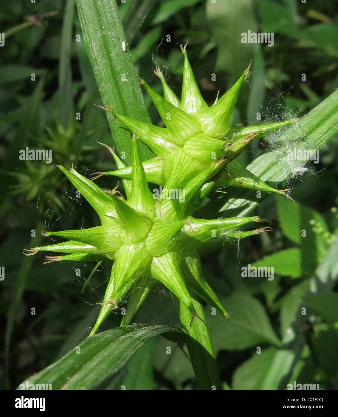 Gray's sedge (Carex grayi) Plantae Stock Photo - Alamy