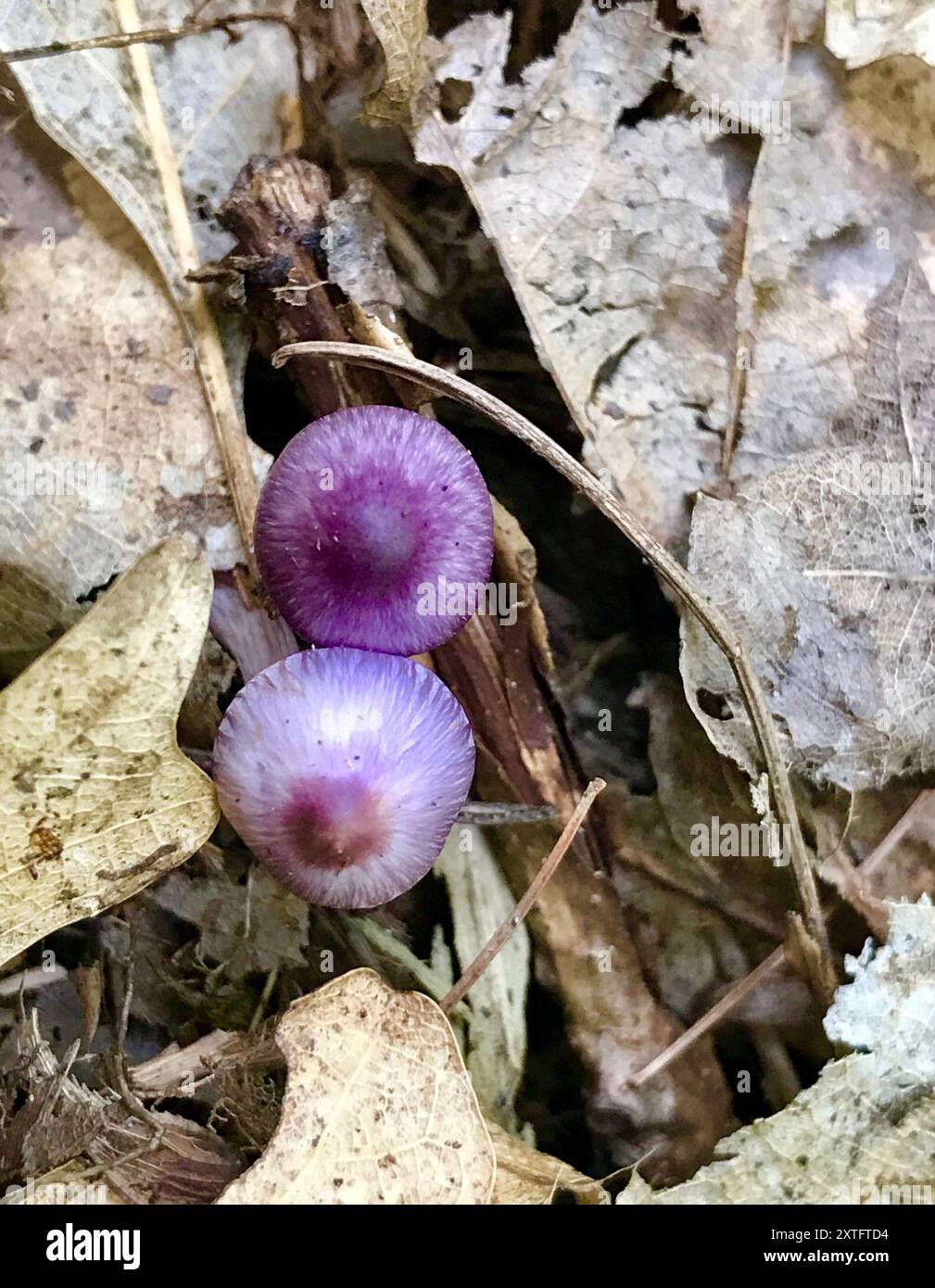 Inocybe lilacina hi-res stock photography and images - Alamy