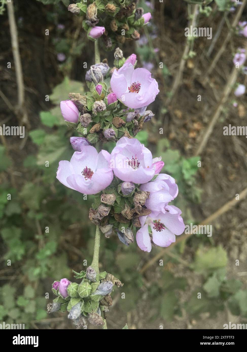 southern coastal bushmallow (Malacothamnus fasciculatus) Plantae Stock ...