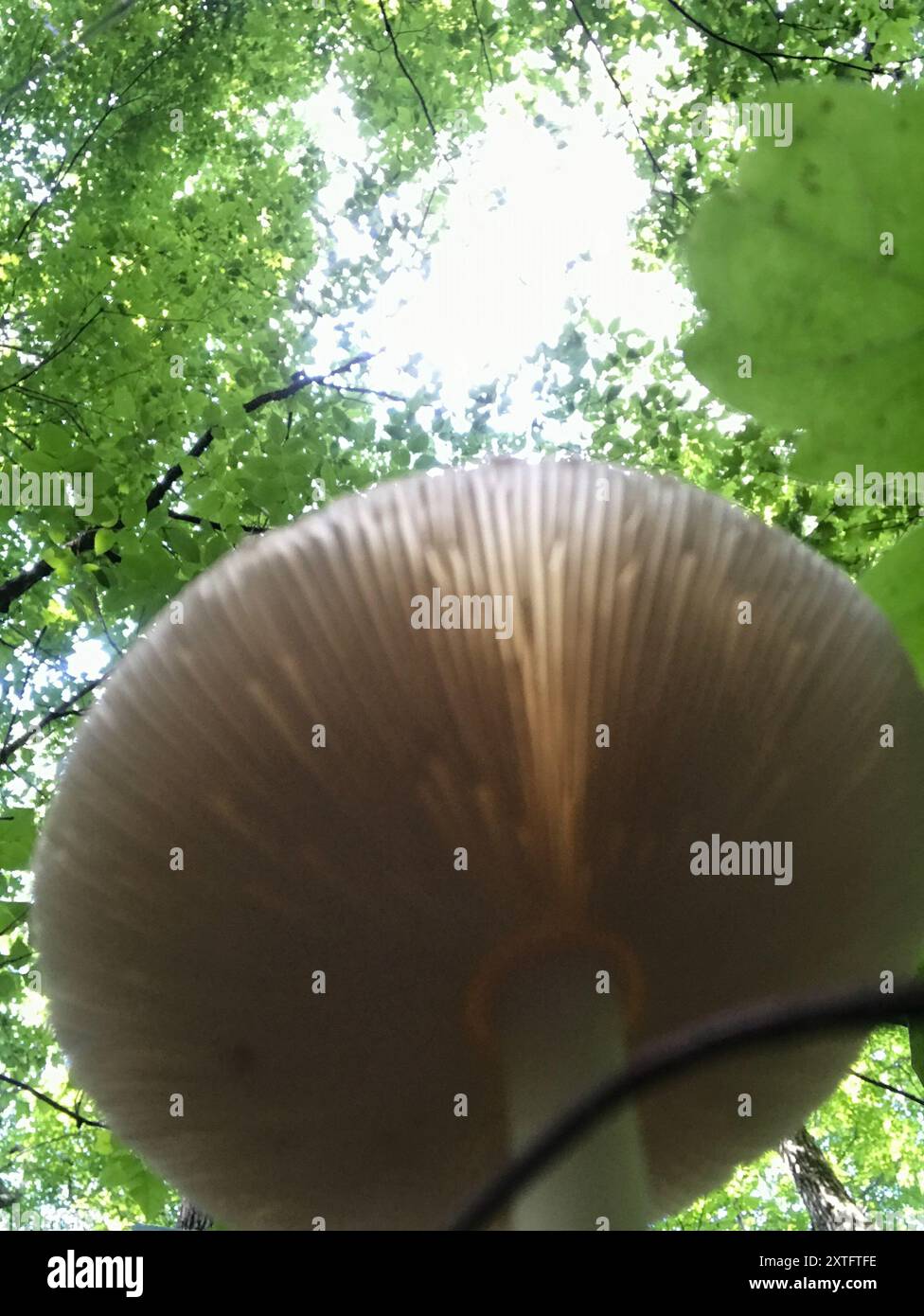 Eastern North American Destroying Angel (Amanita bisporigera) Fungi ...