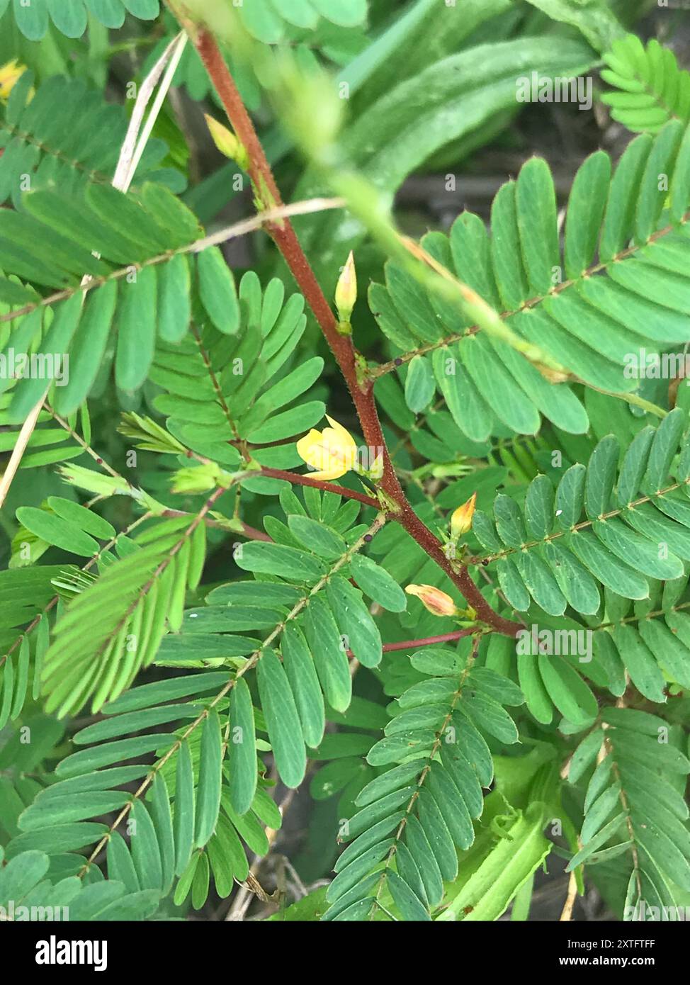 sensitive pea (Chamaecrista nictitans) Plantae Stock Photo - Alamy