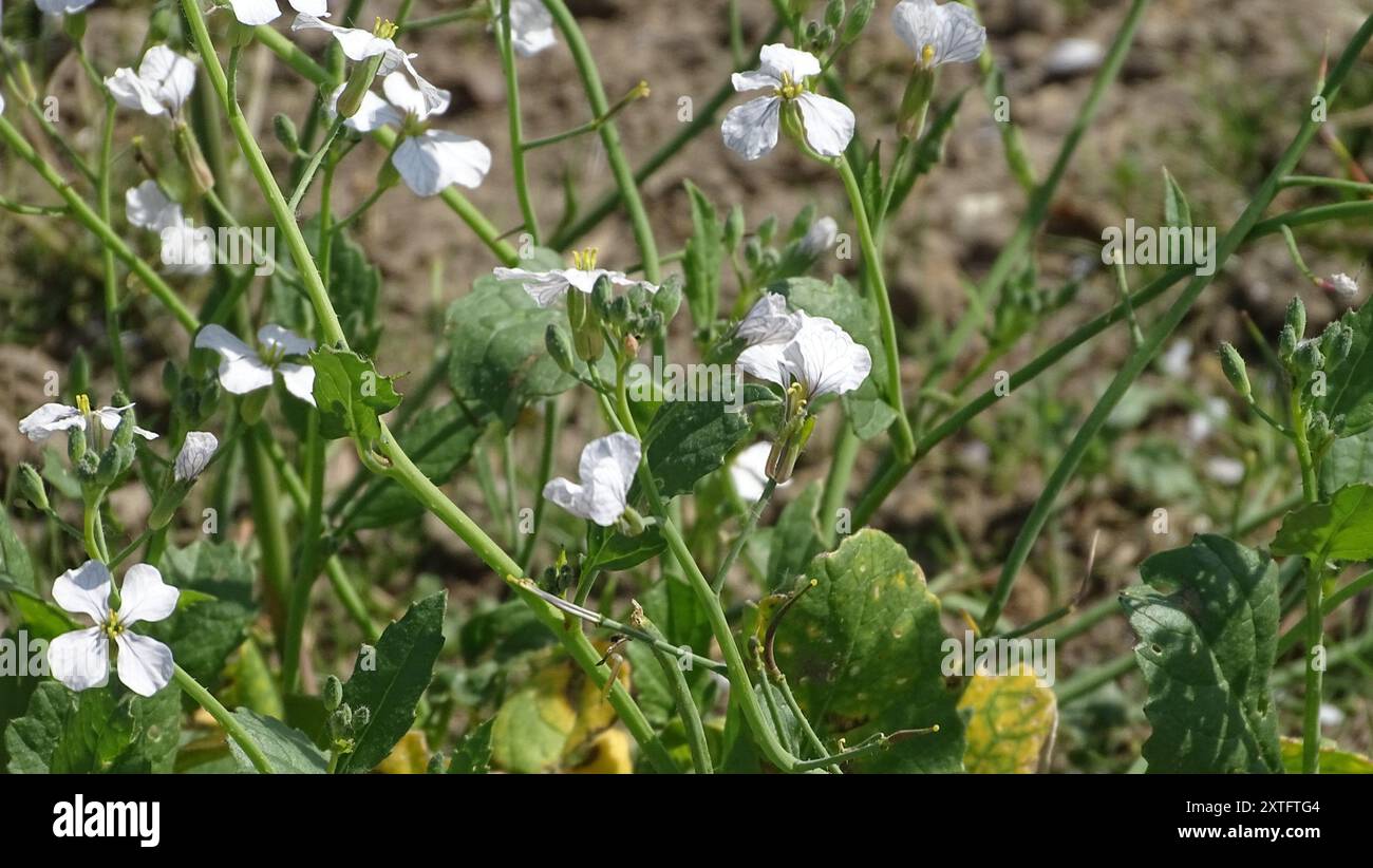 Jointed Charlock (Raphanus raphanistrum) Plantae Stock Photo - Alamy