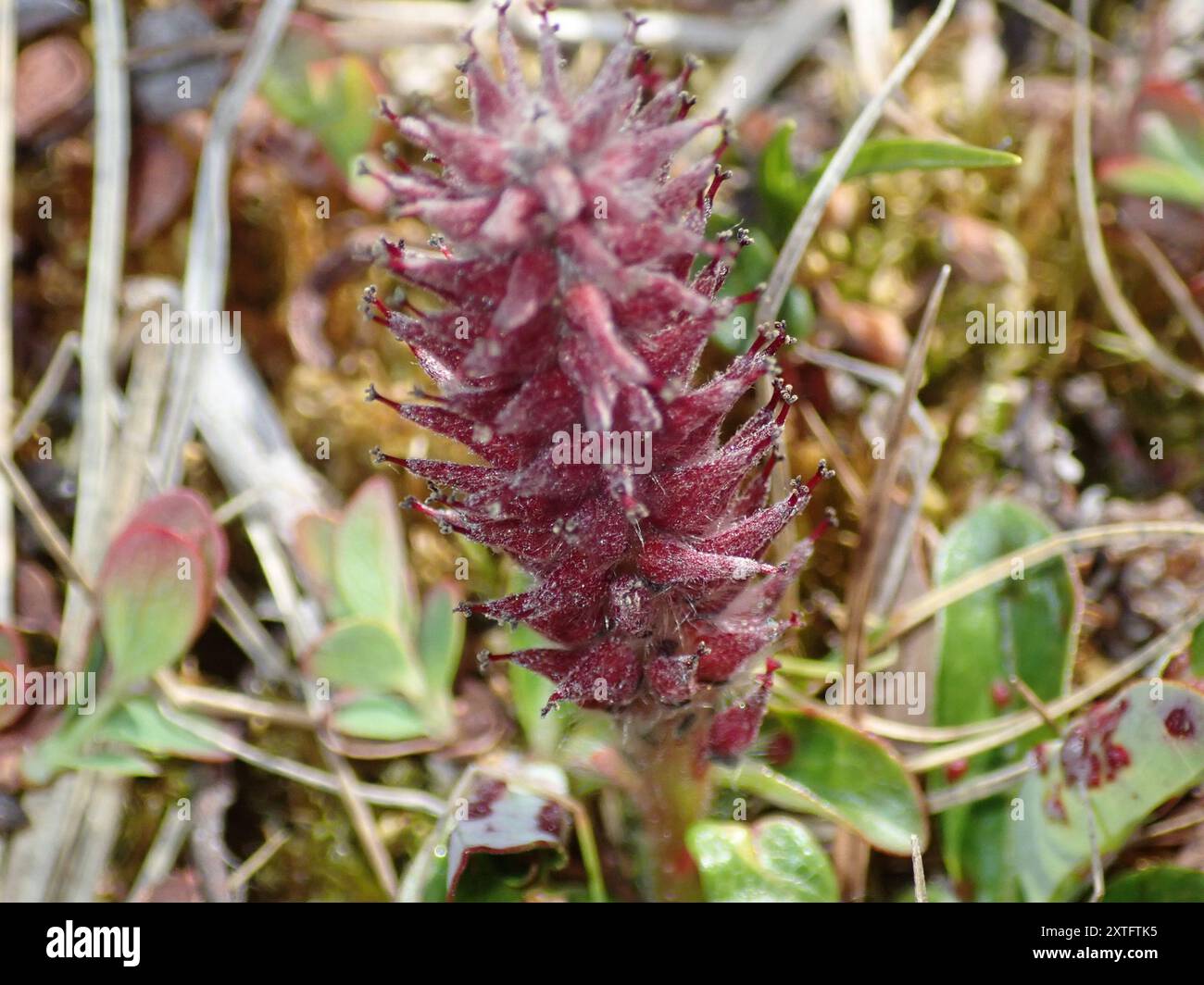 Arctic Willow (Salix arctophila) Plantae Stock Photo - Alamy