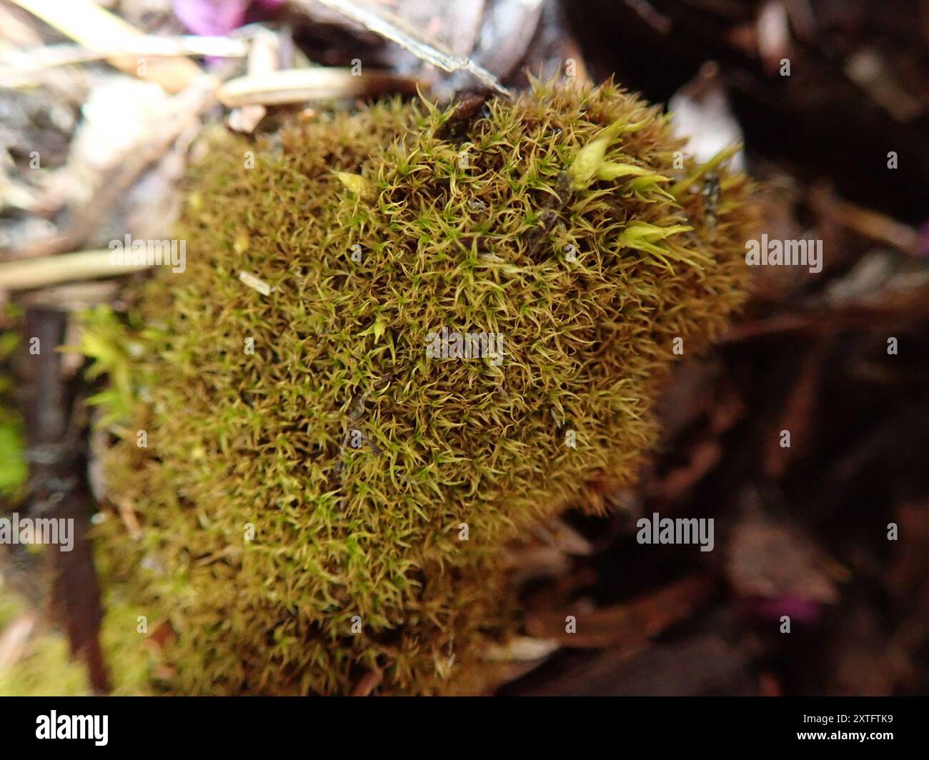 Common Pincushion (Dicranoweisia cirrata) Plantae Stock Photo - Alamy